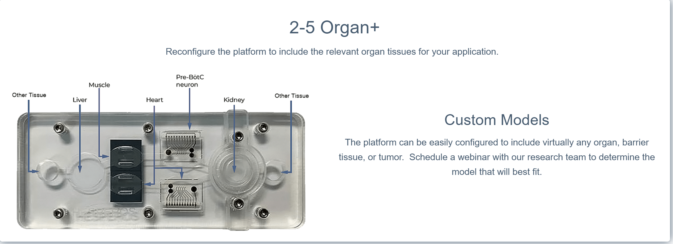 Hesperos Unveils First Digital Twin of Human Disease with Organ-on-a ...